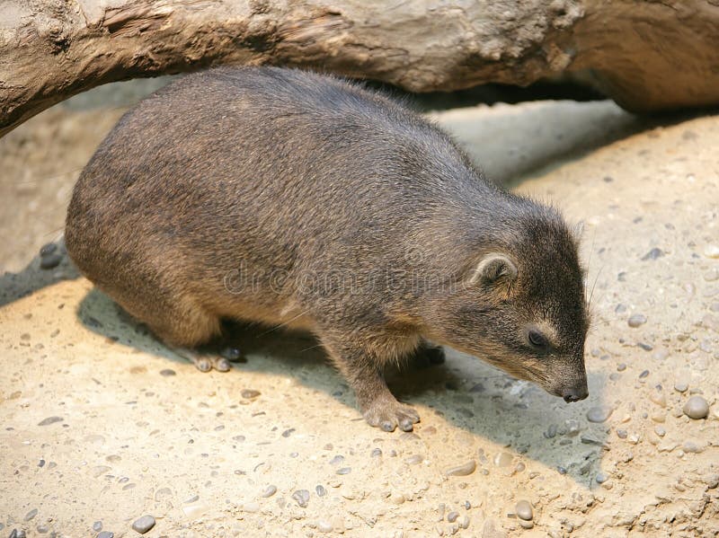 Rock Hyrax 2 stock image. Image of hyrax, nature, creature - 1669345