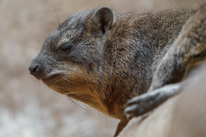 Rock hyrax stock image. Image of eyes, burrow, face - 269863547
