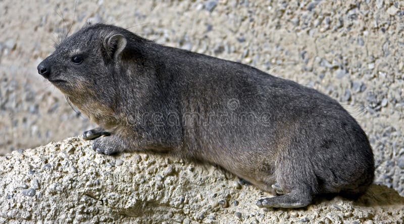 Rock hyrax 8 stock photo. Image of view, exotic, environment - 37976772