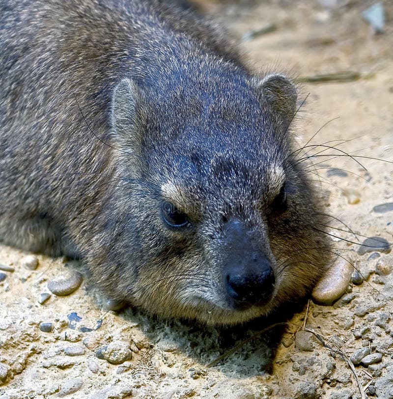Rock hyrax 4 stock image. Image of wildlife, creature - 18313969