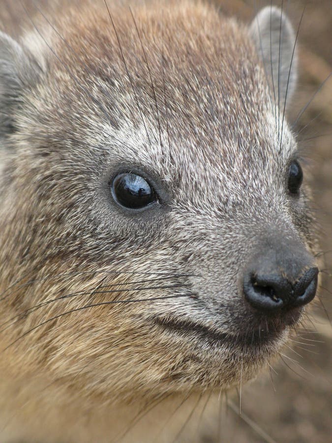 Rock Hyrax stock photo. Image of mammal, ears, mammals - 8448354