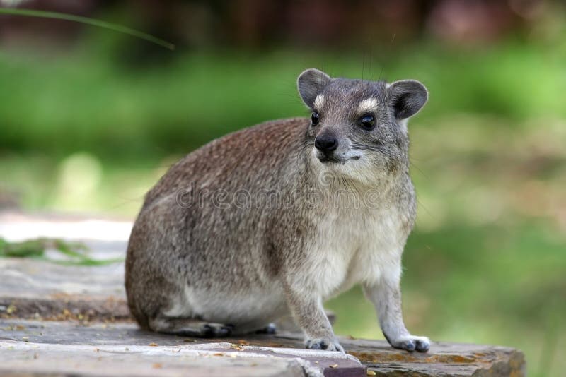 Rock Hyrax stock photo. Image of mammal, ears, mammals - 8448354