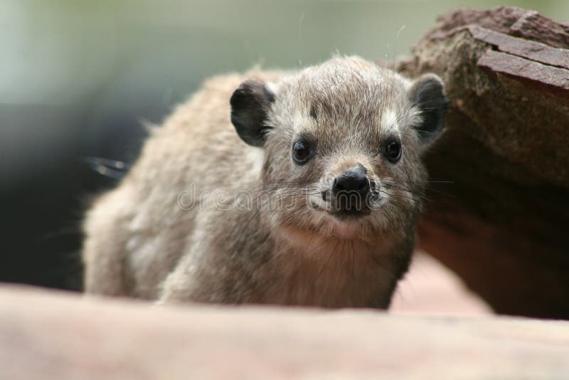 Rock Hyrax stock image. Image of african, africa, wildlife - 9979037