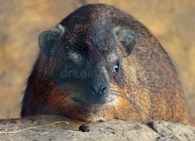 Rock Hyrax stock image. Image of endemic, closeup, nature - 73559781