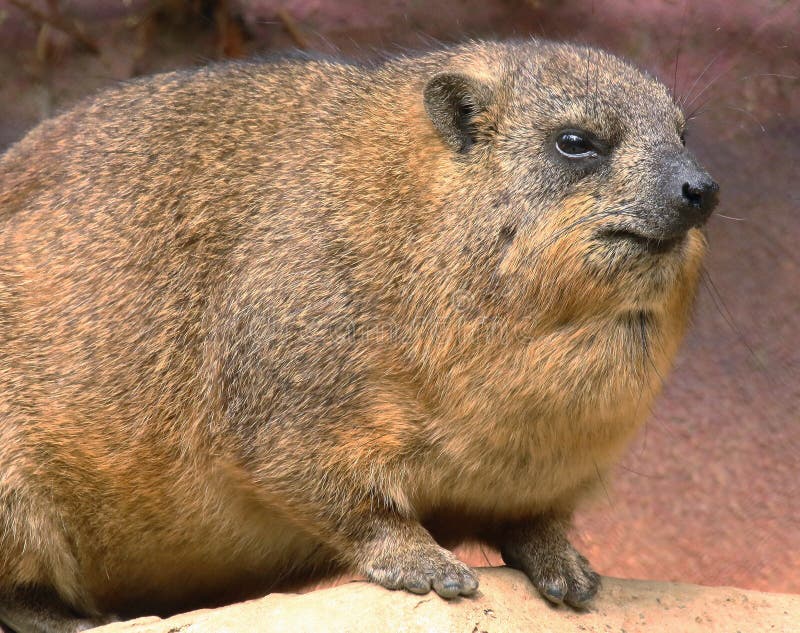 Rock Hyrax stock photo. Image of exotic, boulder, eyes - 75692304