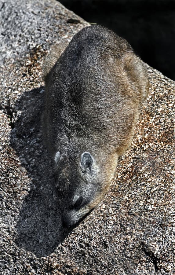 Rock hyrax 14 stock image. Image of cape, zoology, view - 161867745