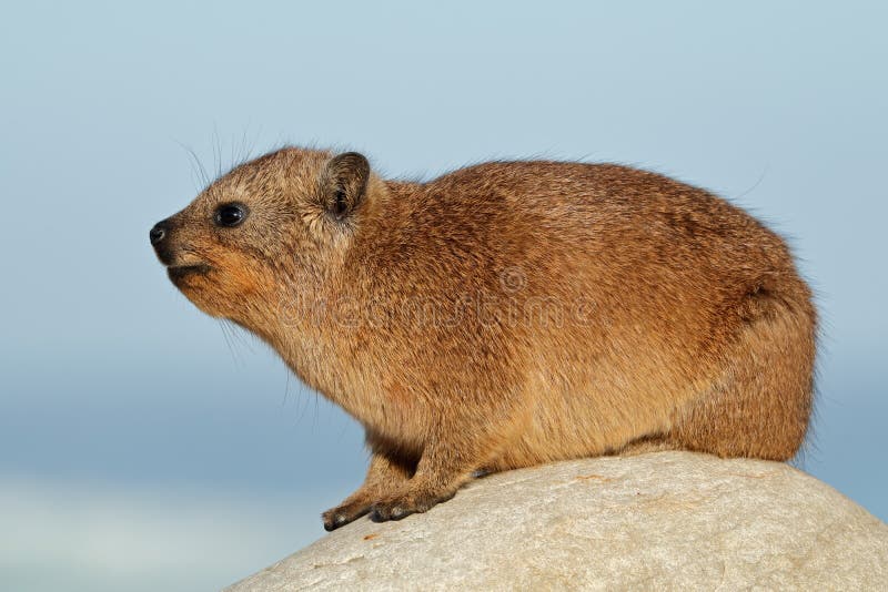 Rock hyrax basking stock photo. Image of basking, nature - 78222226