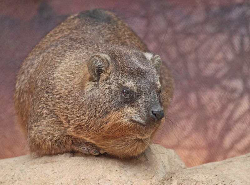 Rock Hyrax stock image. Image of mammal, ecology, face - 44208883