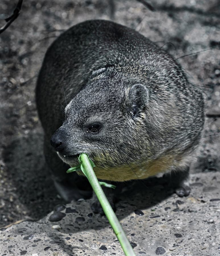 Rock hyrax eats twig 1 stock photo. Image of fauna, population - 367498972