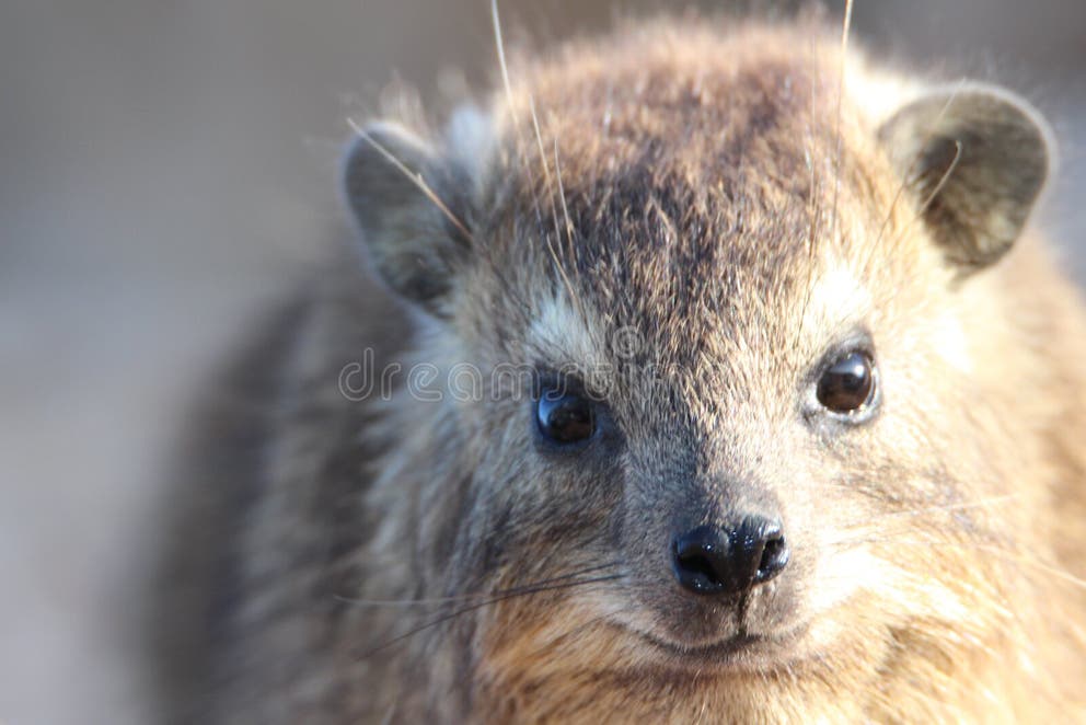 Rock hyrax stock image. Image of diffrent, addo, cars - 94919507