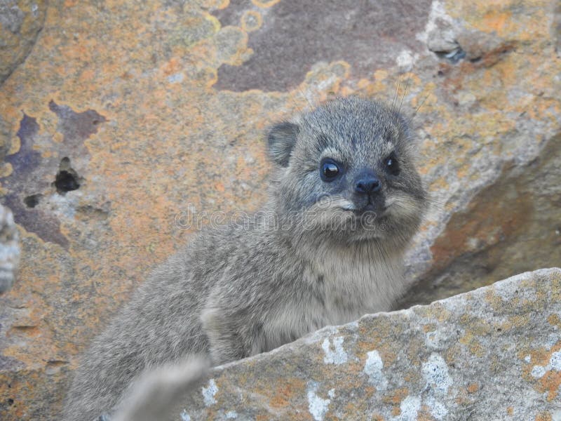 Rock Hyrax Isolated on a Rock Stock Image - Image of rock, hyrax: 225453571