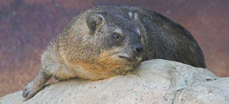 Rock Hyrax stock photo. Image of creature, head, environment - 42618358