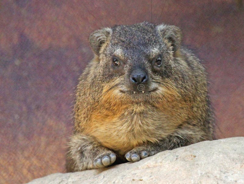 Rock Hyrax stock photo. Image of herbivore, cape, mammal - 42618366
