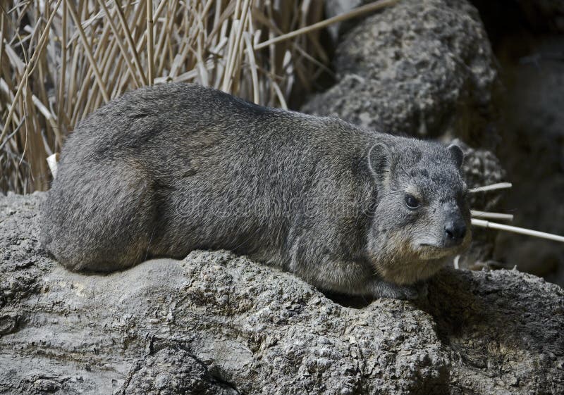Rock Hyrax 1 stock photo. Image of ecology, wildlife, animal - 1669242
