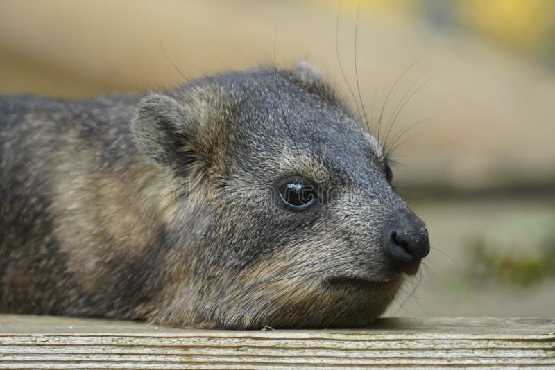 Rock Hyrax Looking Out at the World Stock Image - Image of cute, face ...