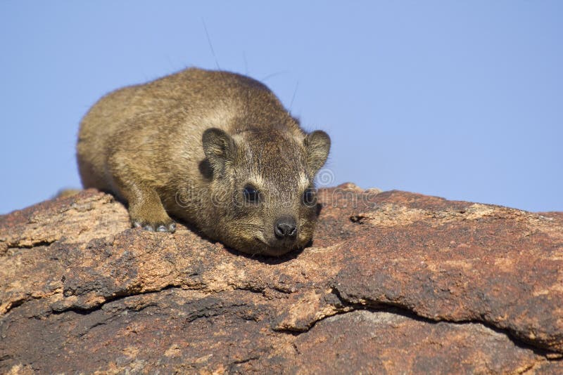 Rock rabbit sitting stock photo. Image of mounth, eyes - 12622826