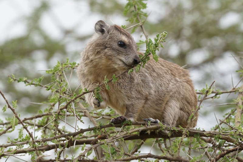 The Rock Hyrax, Procavia Capensis Stock Image - Image of primate, mouse ...