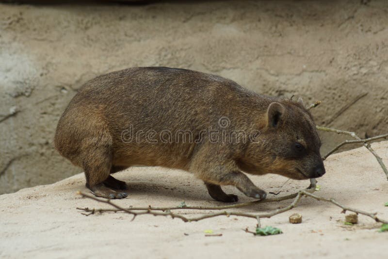 Rock Hyrax - Procavia Capensis Stock Photo - Image of procavia ...