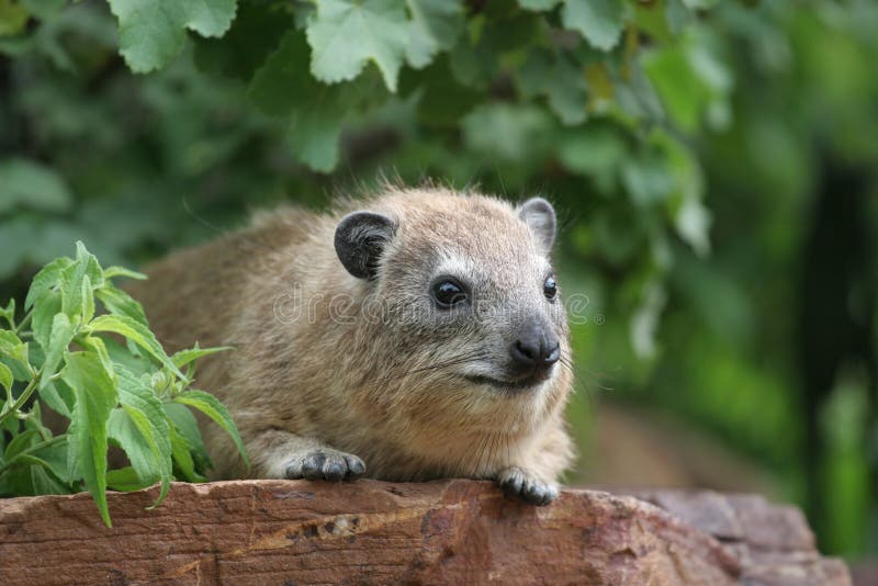 Bush Hyrax And Rock Hyrax, Serengeti Stock Image - Image of hyrax, park ...