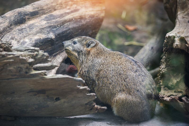 Rock Hyrax Sitting on the Floor - Provavia Capensis Stock Photo - Image ...