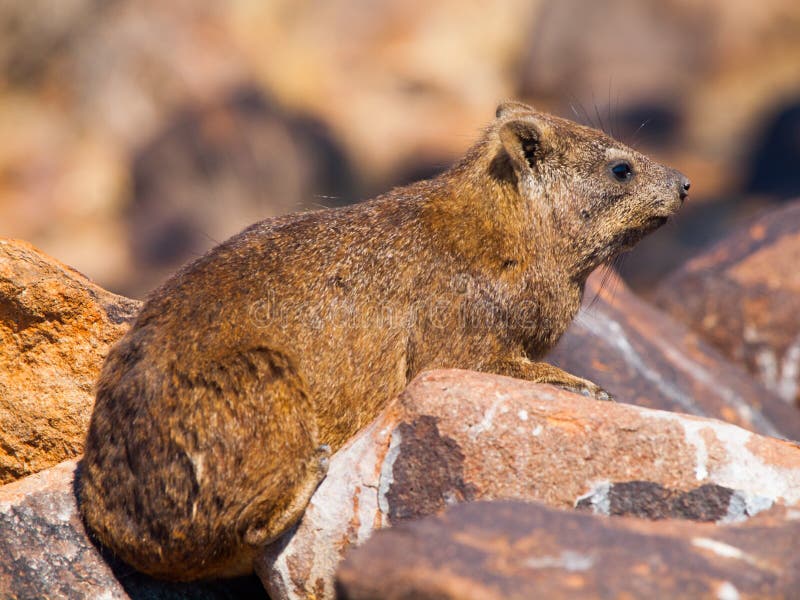 Cape Hyrax Sitting On A Rock Stock Photo - Image of mountain, lying ...