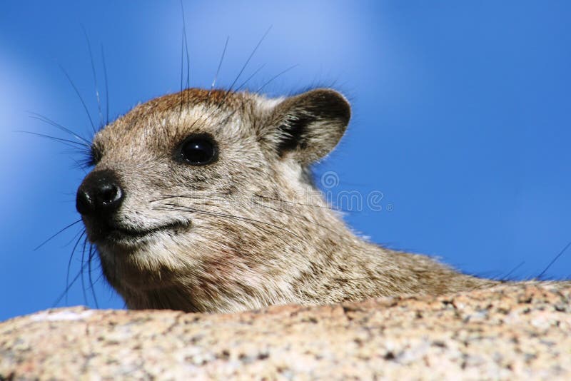 Rock Hyrax stock image. Image of whiskers, mammal, rodent - 30177243