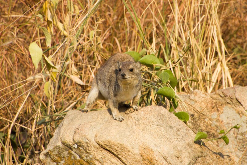 Rock Hyrax Standing on a Rock Enjoying the Sun Stock Image - Image of ...