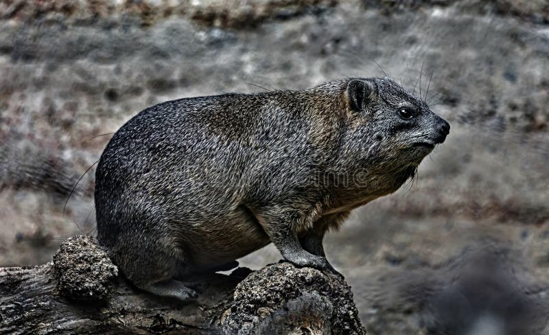 Rock hyrax on the stone 8 stock image. Image of population - 356630663