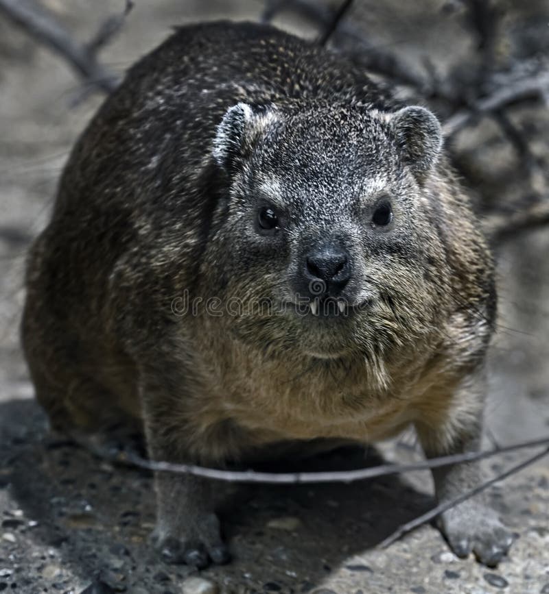 Rock hyrax on the stone 9 stock photo. Image of wildlife - 380586270