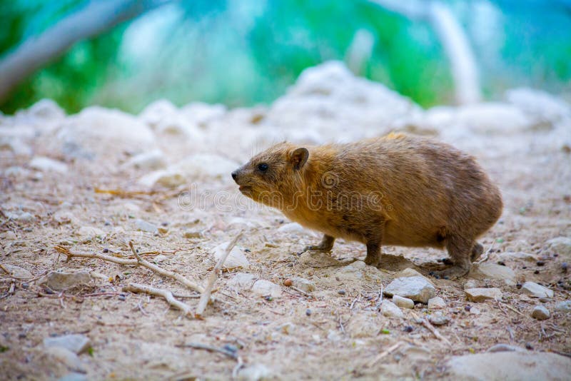 Rock hyrax stock image. Image of rodent, stone, portrait - 57654709