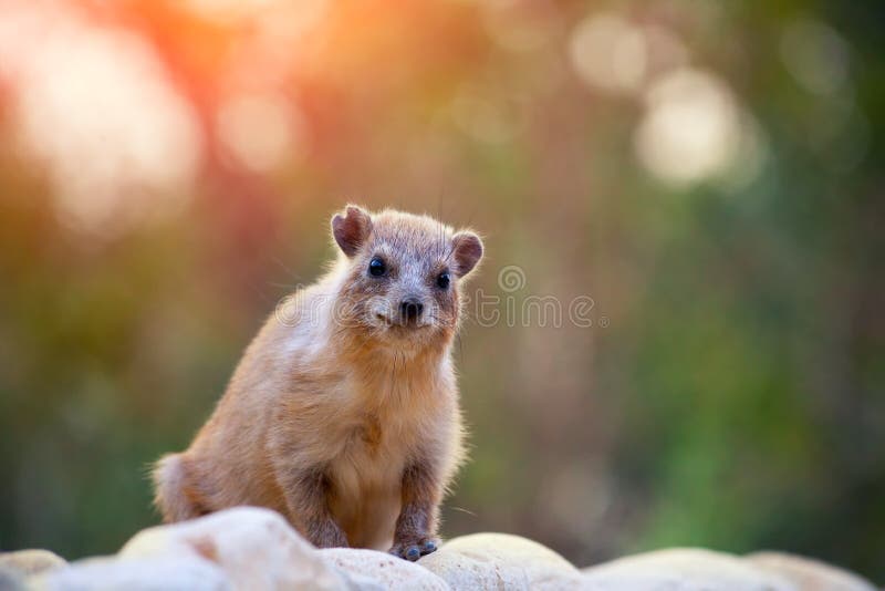 Rock hyrax stock image. Image of rodent, stone, portrait - 57654709