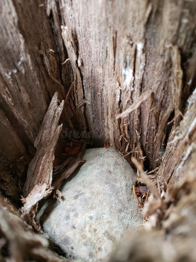 Rock Inside Log at Green Mountain WA Stock Photo - Image of inside ...