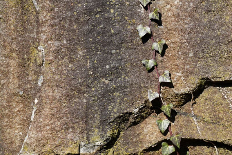 Rock and ivy background stock image. Image of vegetation - 13326385