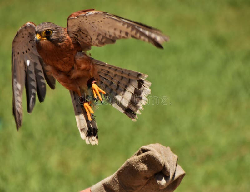 Rock kestrel Falcon stock photo. Image of feet, africa - 64668820