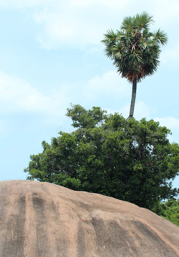 Rock landscape stock image. Image of plant, palm, scenery - 73419127