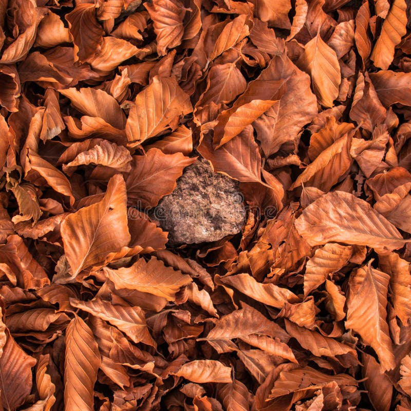 Rock on leaves stock photo. Image of pattern, green - 108031610