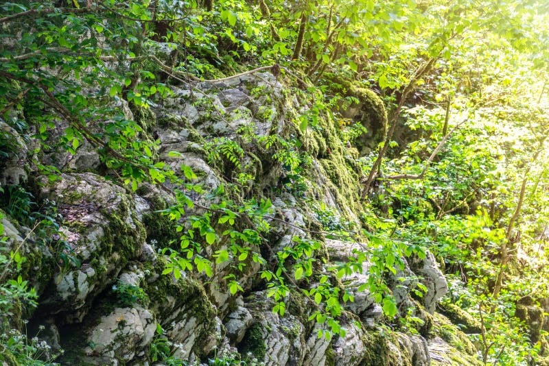 Rock of Layered Stone Overgrown with Grass and Moss Stock Photo - Image ...