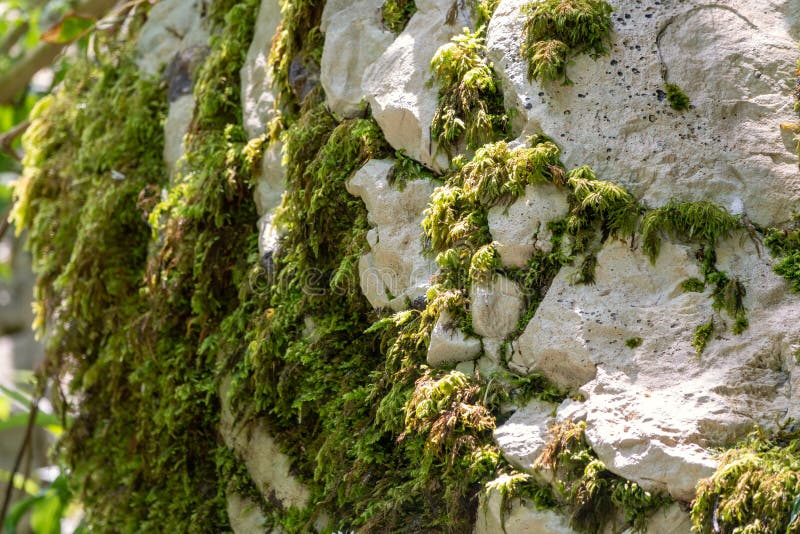 Rock of Layered Stone Overgrown with Grass and Moss Stock Image - Image ...