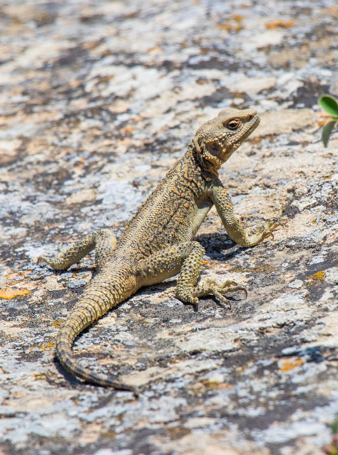 Rock Lizard. Caucasian Agama on the Rock. Stock Image - Image of ...
