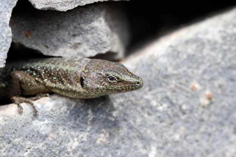Rock Lizard looking out stock photo. Image of bloom - 120068076
