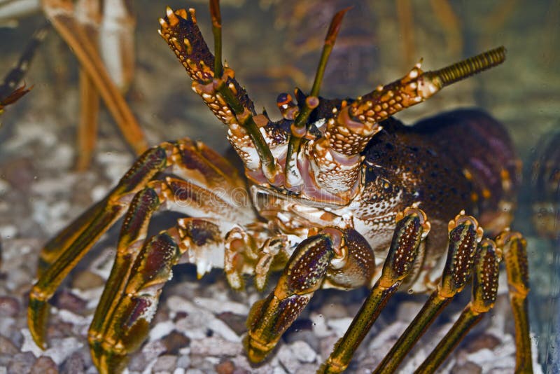 Southern Rock Lobster of South Australia Stock Image - Image of ...