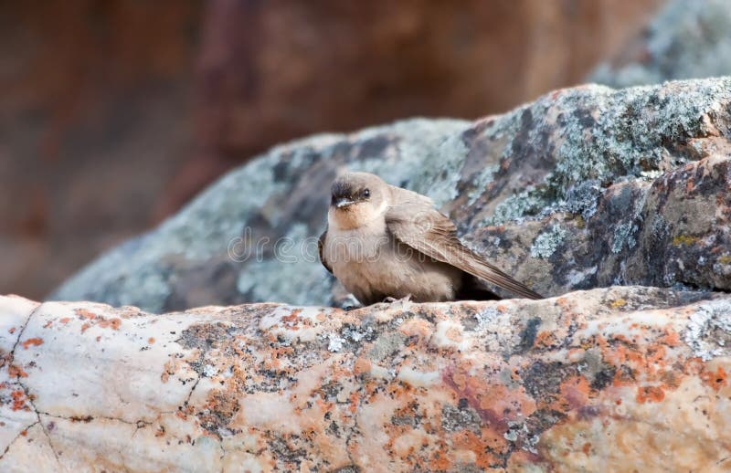 Rock Martin stock image. Image of fuligula, rock, brown - 12824553