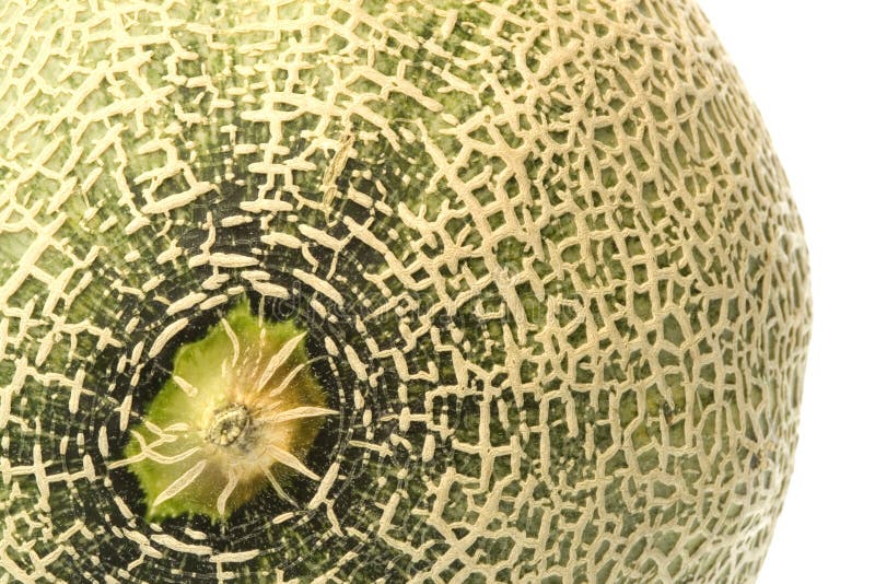 Rock Melon Skin Macro stock photo. Image of close, melons - 6087694