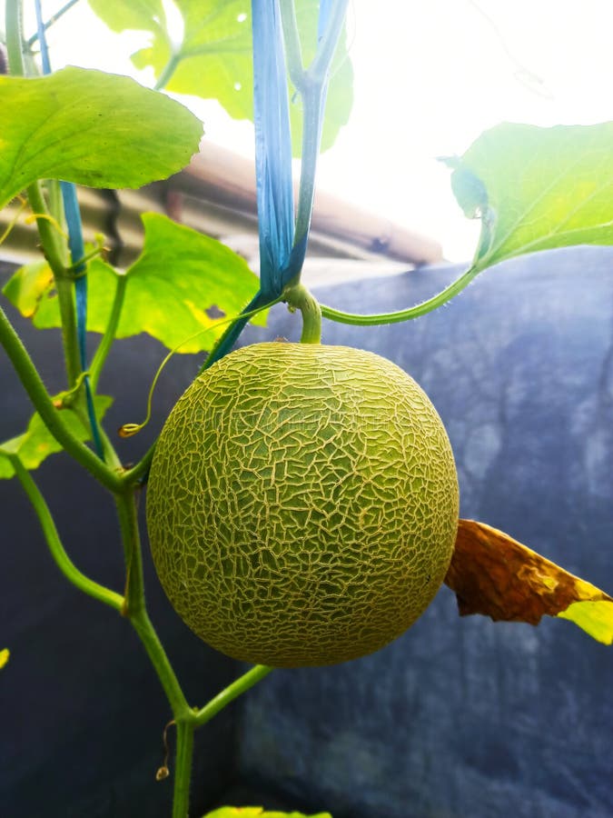 Rock Melon green stock photo. Image of patern, rock - 201612420