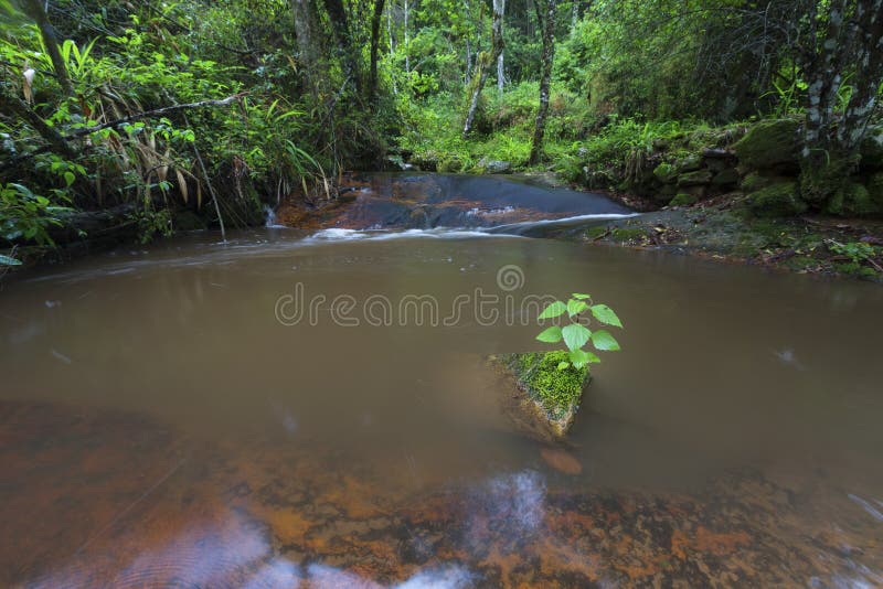 Rock in the Middle of a Small Stream with Tree and Moss Growing Stock ...