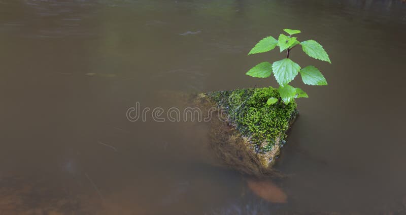 Rock in the Middle of a Small Stream with Tree and Moss Growing Stock ...