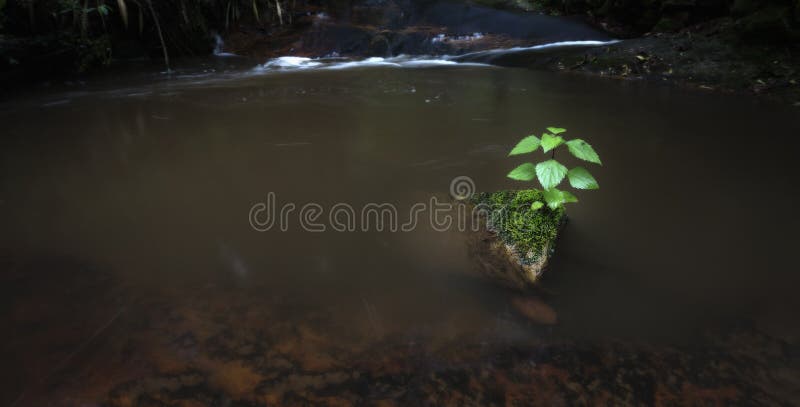 Rock in the Middle of a Small Stream with Tree and Moss Growing Stock ...