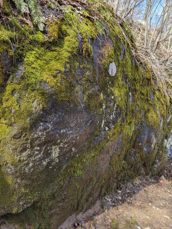 Rock moss big stone woods stock photo. Image of wilderness - 244207666