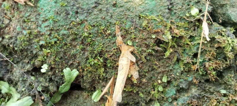 Rock Moss with a Bit of Leaf Litter Stock Image - Image of rock, litter ...