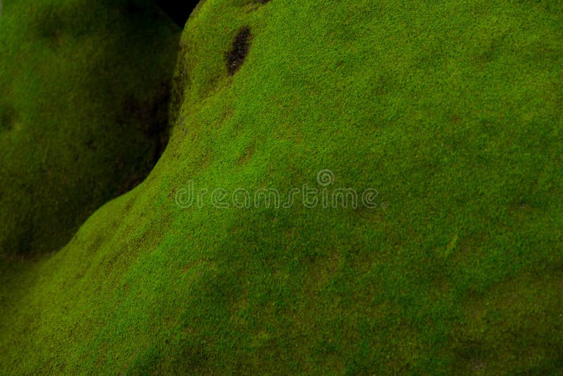 Rock with Moss on Coast. Moss Green Stock Image - Image of lichen ...